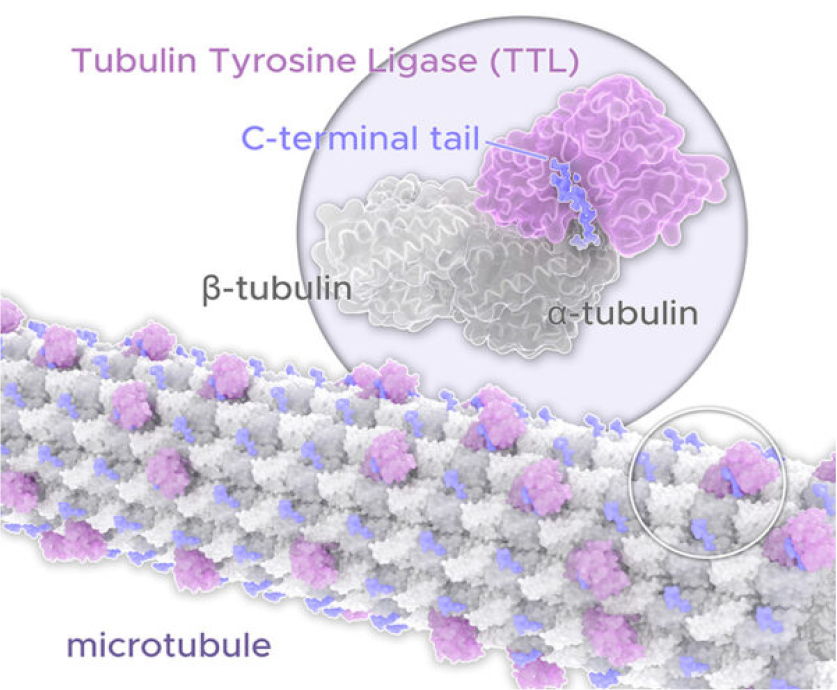 Harnessing the power of ADCs - Tubulis